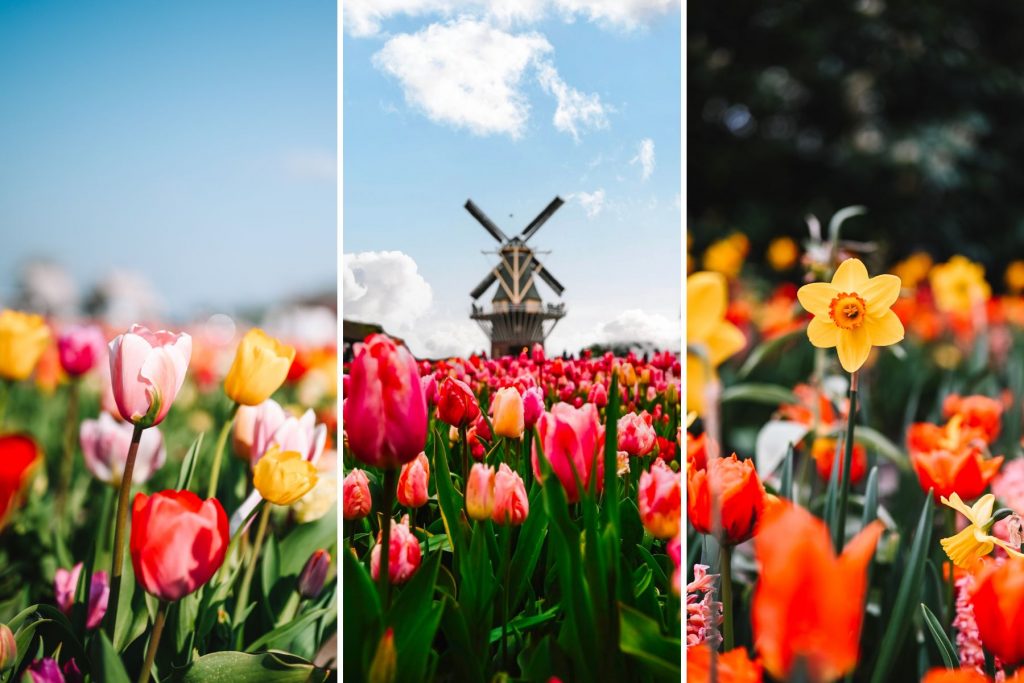 Saison des tulipes à Amsterdam en Hollande: infos 2026