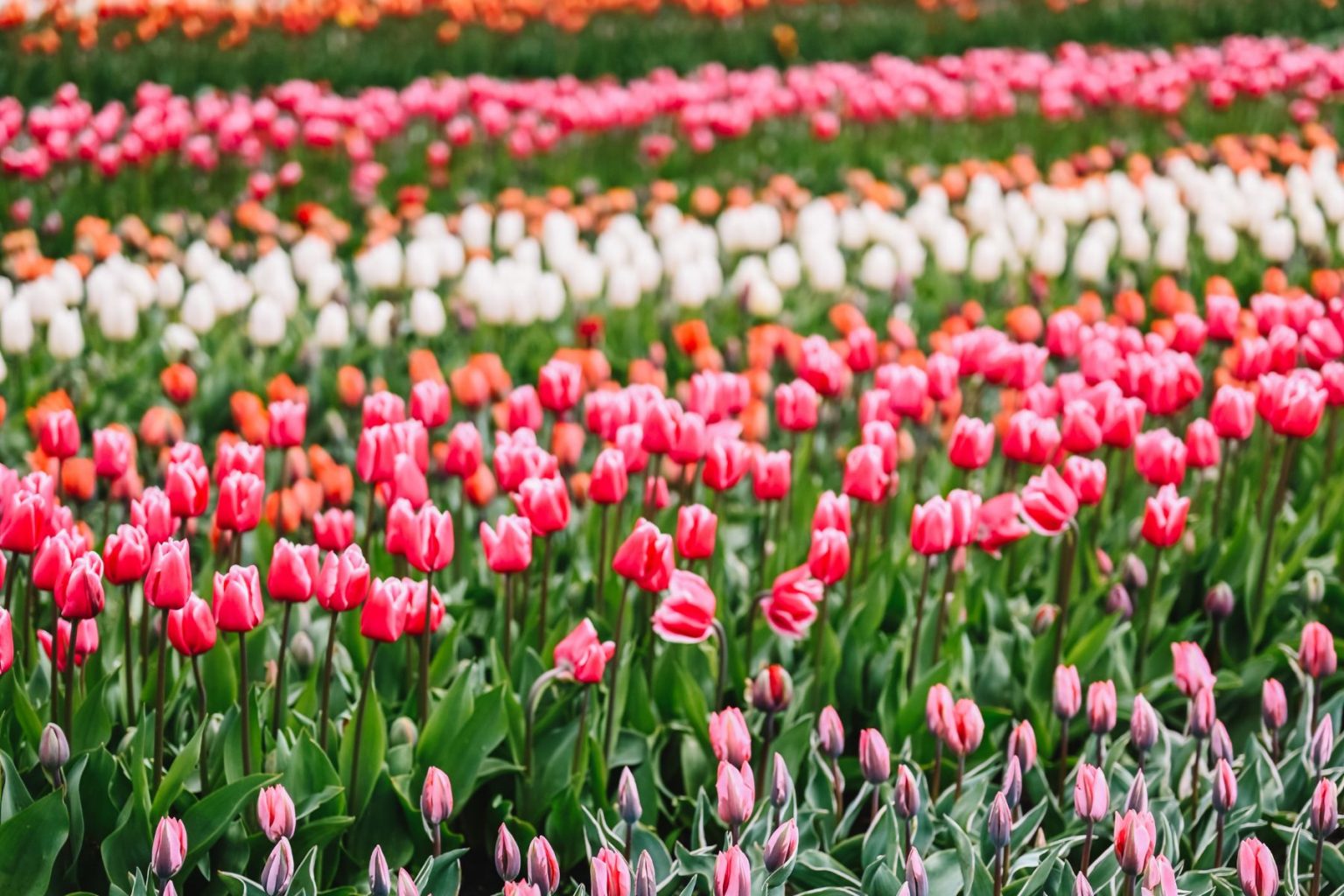 Campos de tulipanes en Ámsterdam, Holanda, noticias 2024